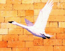 Swans - Tolkien Gateway